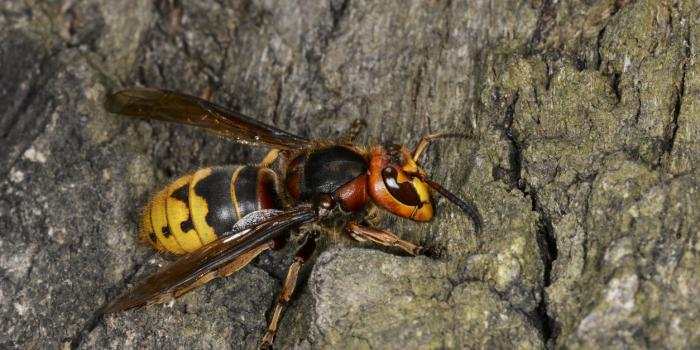 Entreprise Frelons européens à La Roche-Blanche - Artisan anti nuisibles