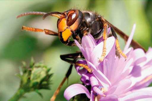 Frelons : Savenay - Artisan anti nuisibles